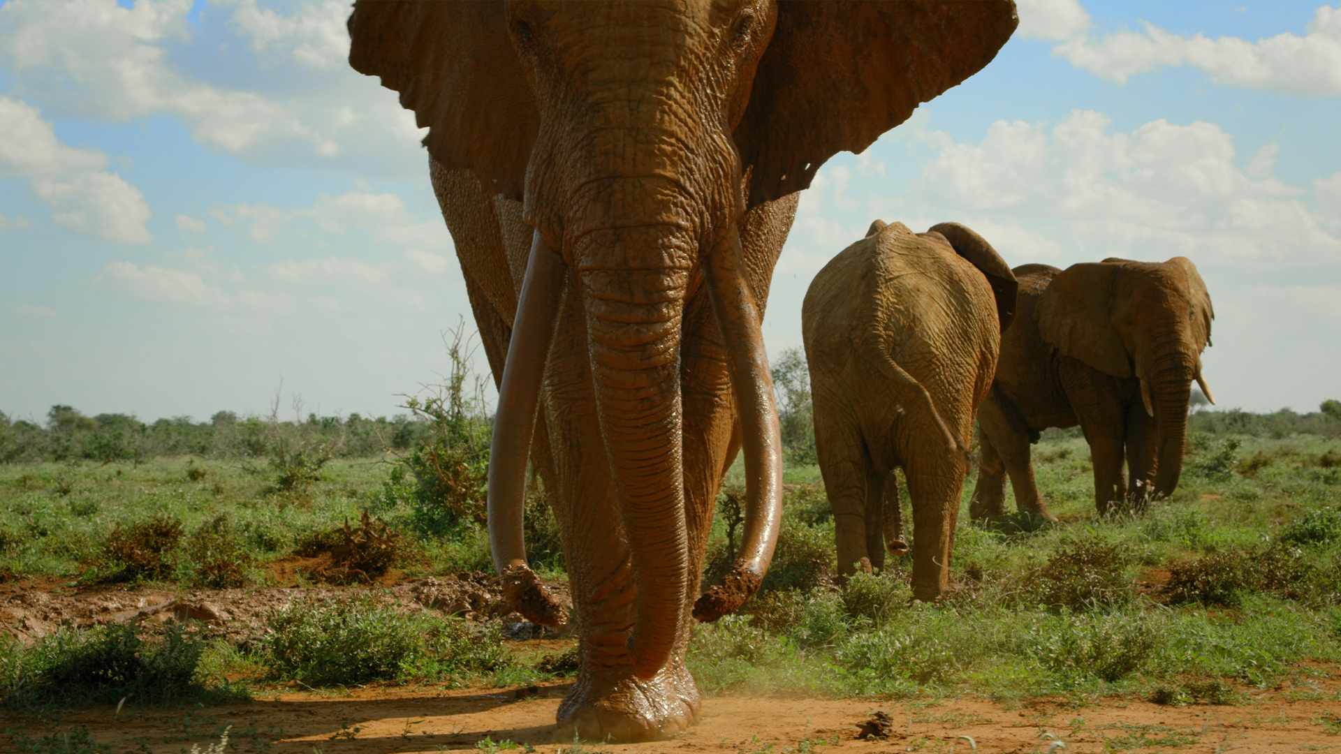 Big Beasts: Last of the Giants - E3 - Africa | Knowledge.ca