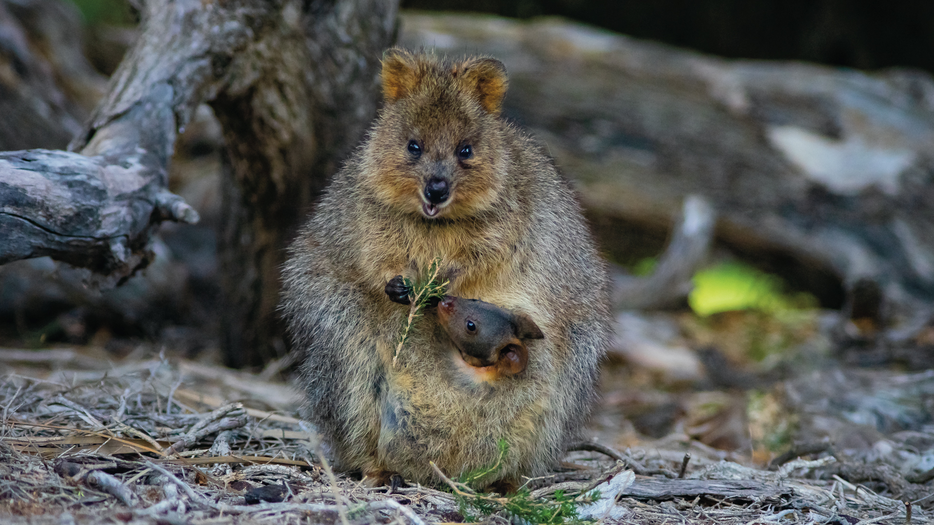 Rottnest Island: Kingdom of the Quokka - E1 - Rottnest Island: Kingdom ...