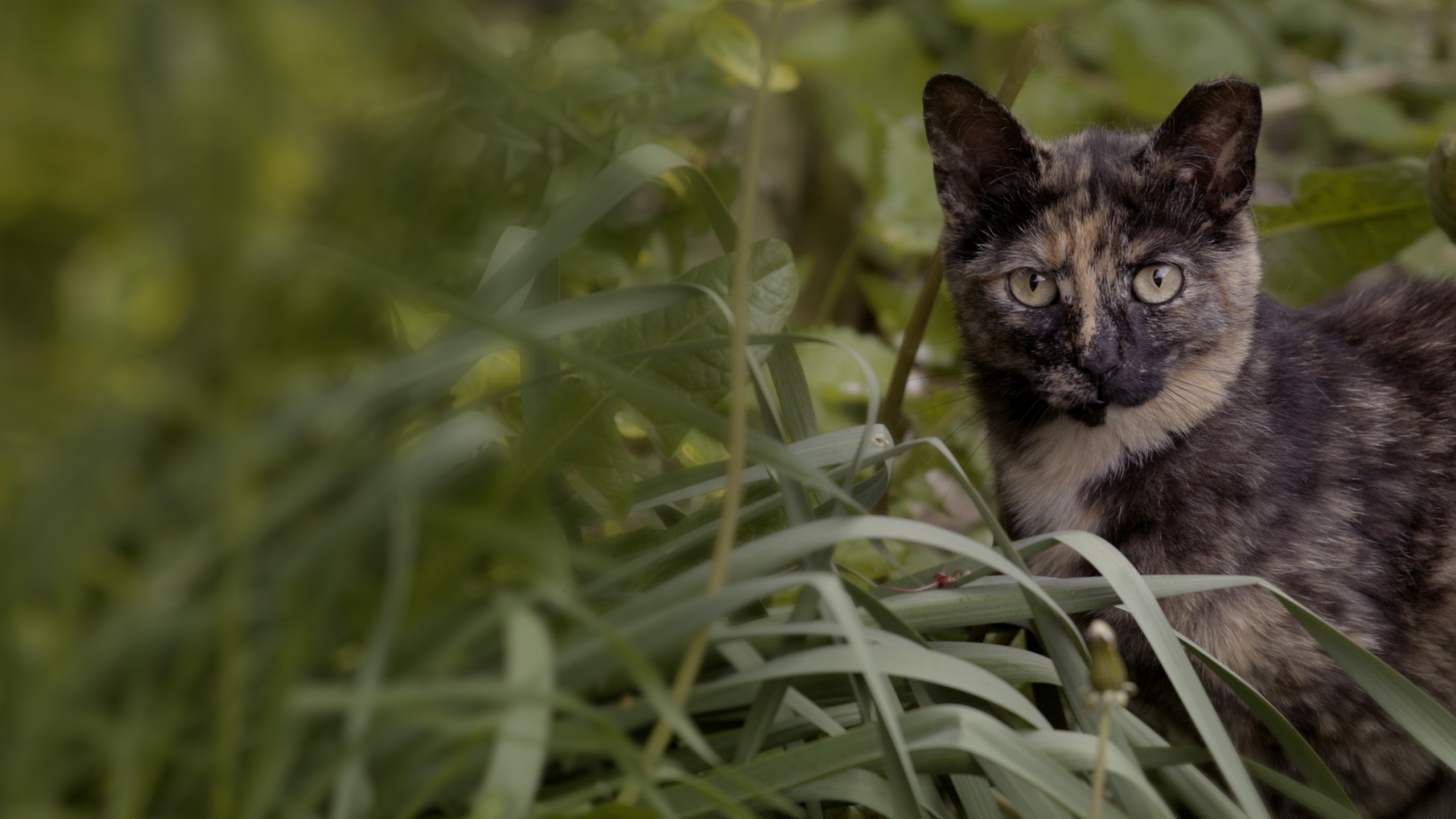 Running Wild: The Cats of Cornwall | Knowledge.ca