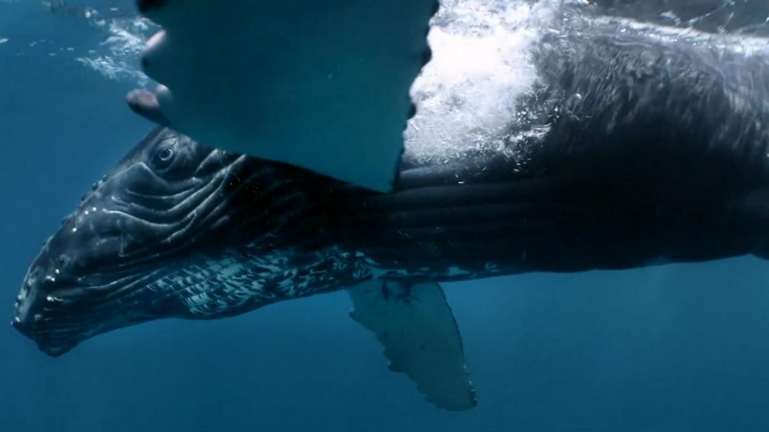 Ocean Wild - E3 - Japan | Knowledge.ca