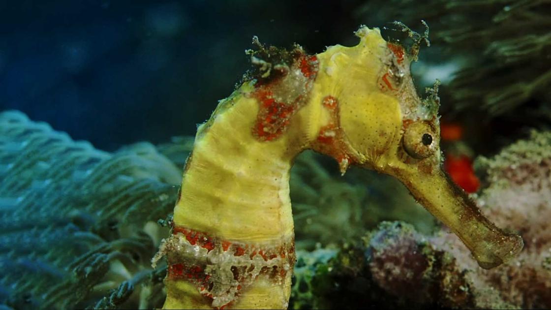 Ocean Wild | Knowledge.ca