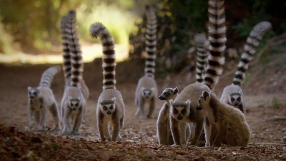 Earth’s Tropical Islands - E1 - Madagascar | Knowledge.ca