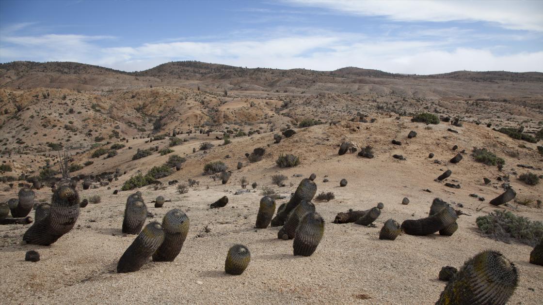 Wild Chile - E3 - Life Without Water | Knowledge.ca