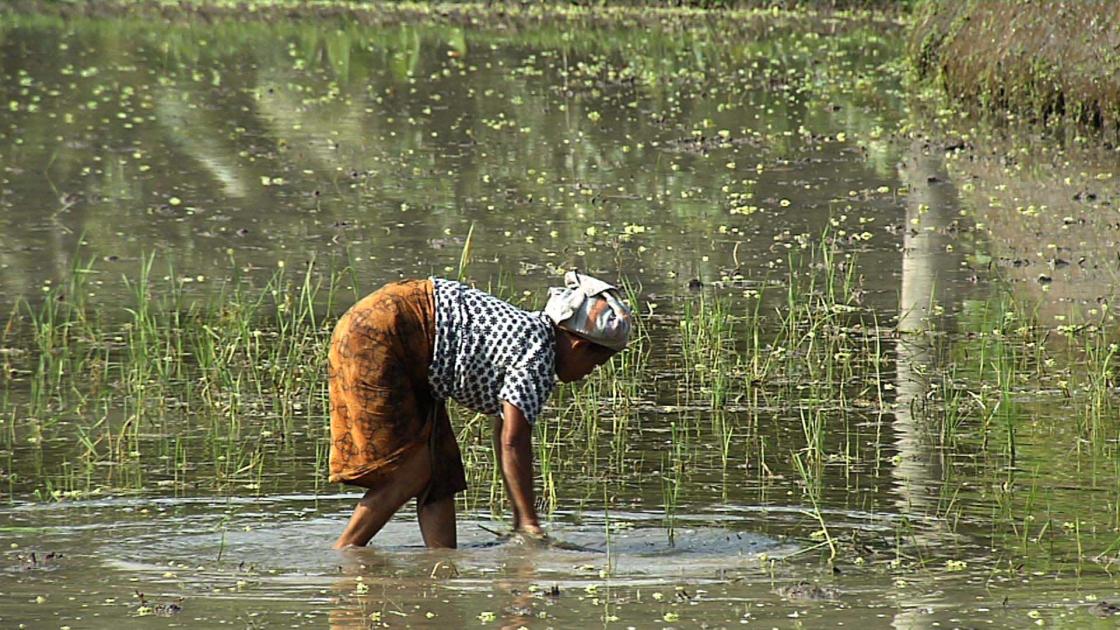 The Asian Pitch - E24 - Subak | Knowledge.ca