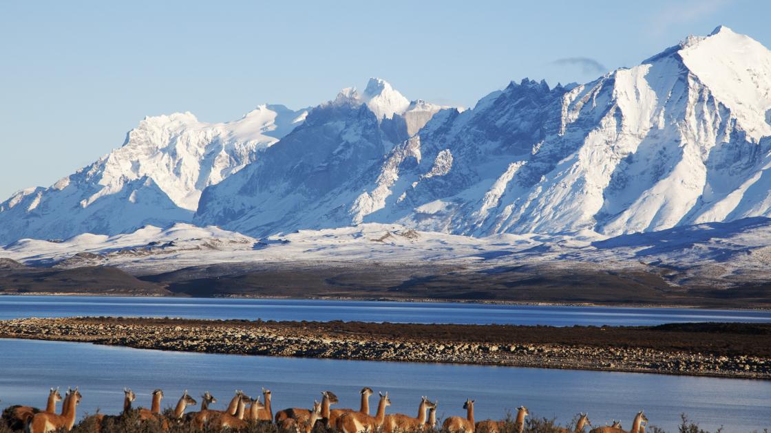 Wild Chile | Knowledge.ca