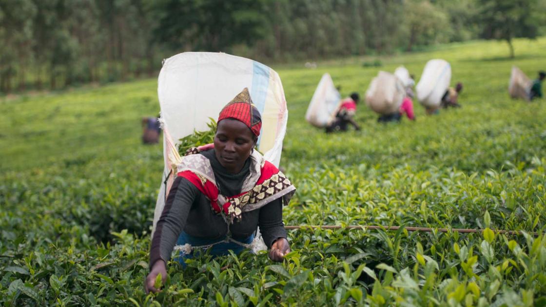 One Cup, A Thousand Stories - E6 - Tea Without Limits | Knowledge.ca