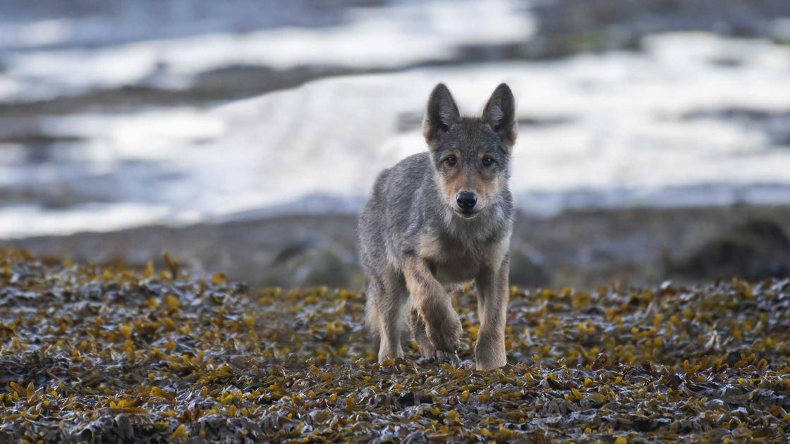 Part of the Pack | Knowledge.ca