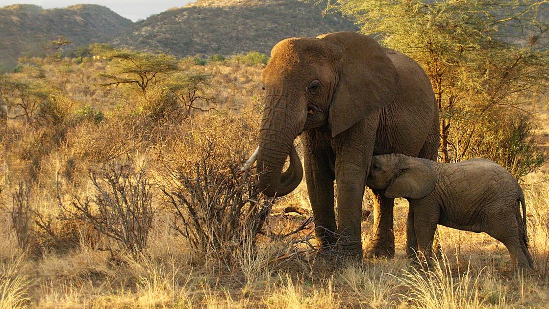 Animal Babies: First Year on Earth - Preview | Knowledge.ca