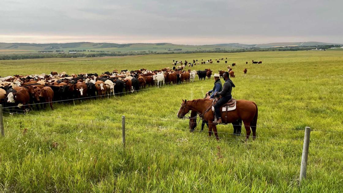 Patrick Aryee’s Wild World - E1 - Bison | Knowledge.ca