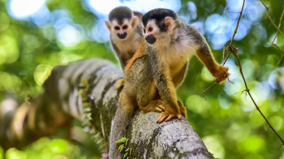 Patrick Aryee’s Wild World - E4 - Monkeys | Knowledge.ca