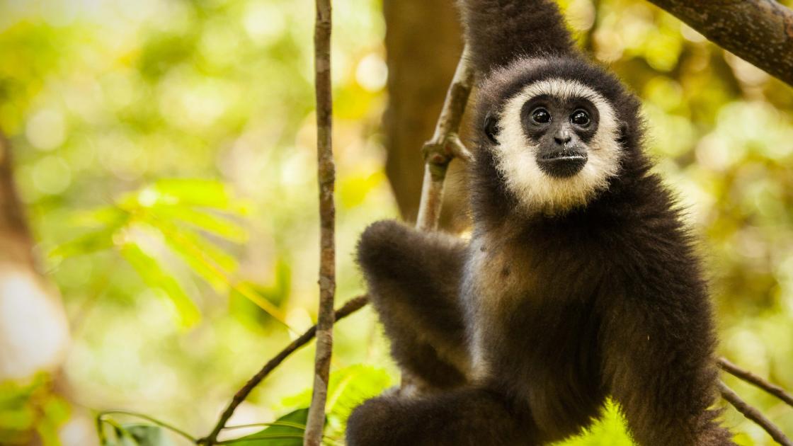 Primates - Preview | Knowledge.ca