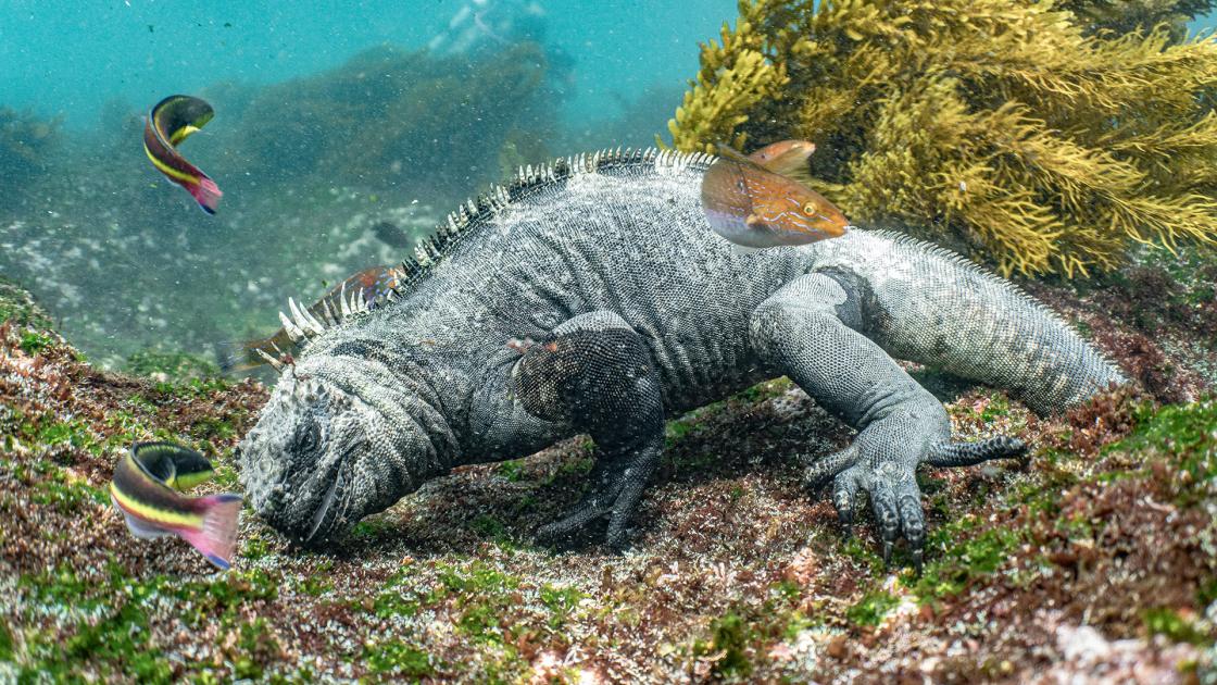 Eden: Untamed Planet - E4 - Galapagos | Knowledge.ca