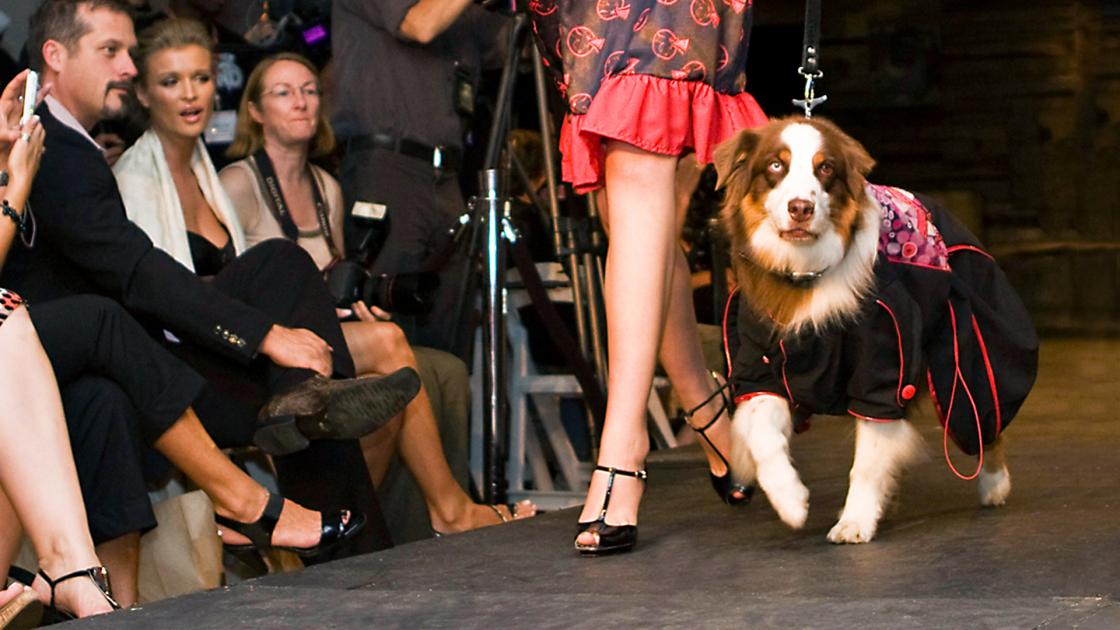 Animals at Work | Knowledge.ca