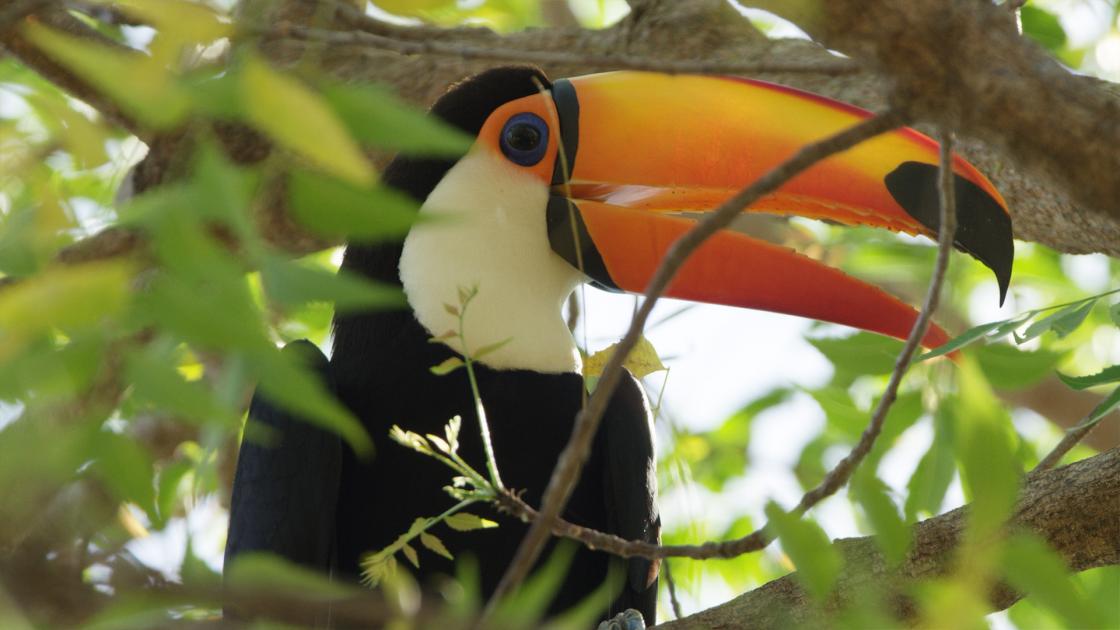 Brazil Untamed - E5 - Cat Country | Knowledge.ca