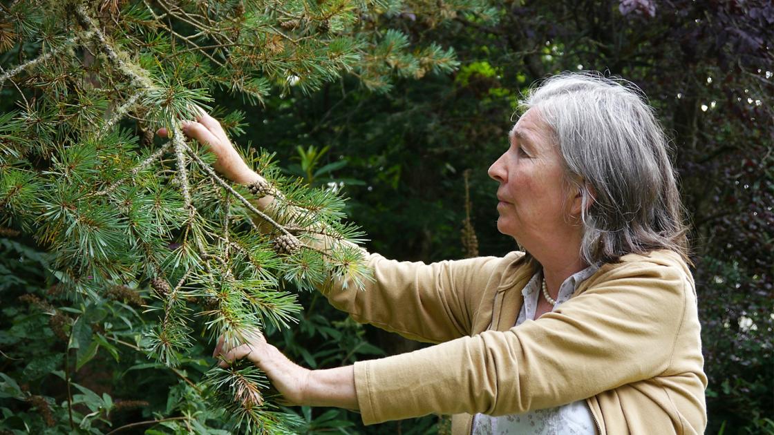 Call of the Forest: The Forgotten Wisdom of Trees | Knowledge.ca