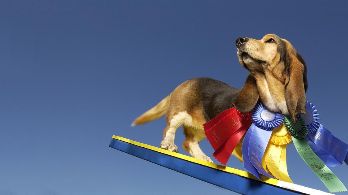 Dogs With Jobs | Knowledge.ca