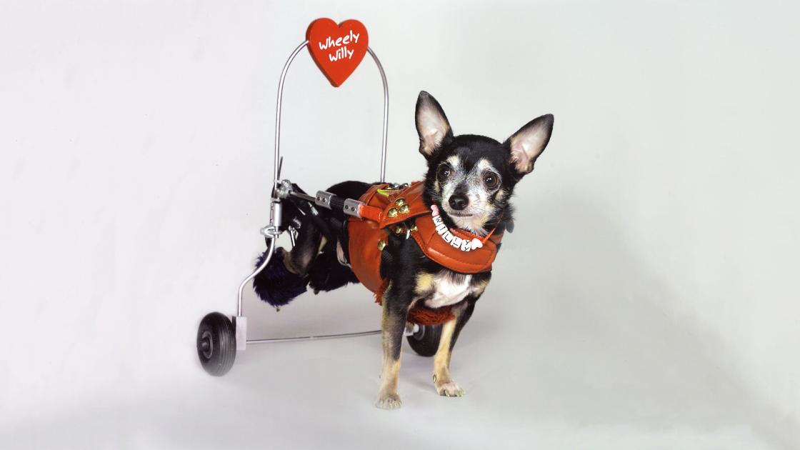 Dogs With Jobs - E45 - Bonita, Lily and Wheely Willy | Knowledge.ca