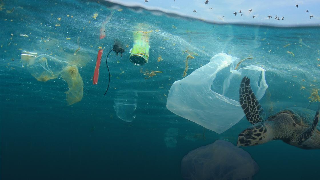 Drowning In Plastic | Knowledge.ca
