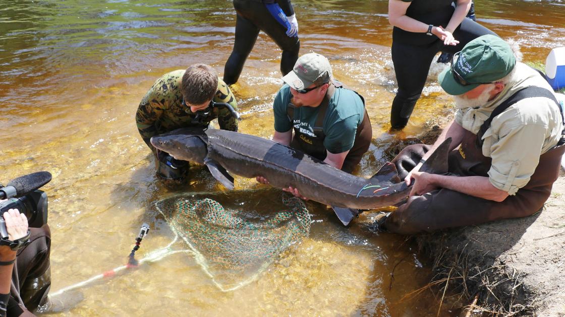 Great Lakes Wild - E2 - Invaders from the Deep | Knowledge.ca