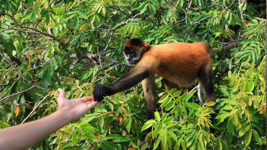 Hope for Wildlife - S4E11 - Power & Primates | Knowledge.ca