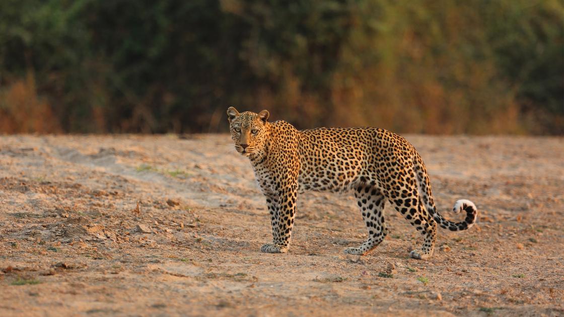 Lion Country: Night & Day - E3 - Boiling Point | Knowledge.ca