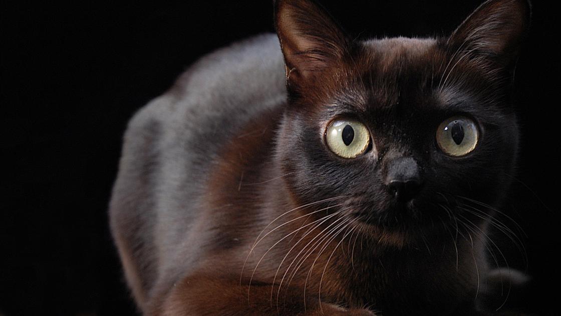 Science of Cats | Knowledge.ca