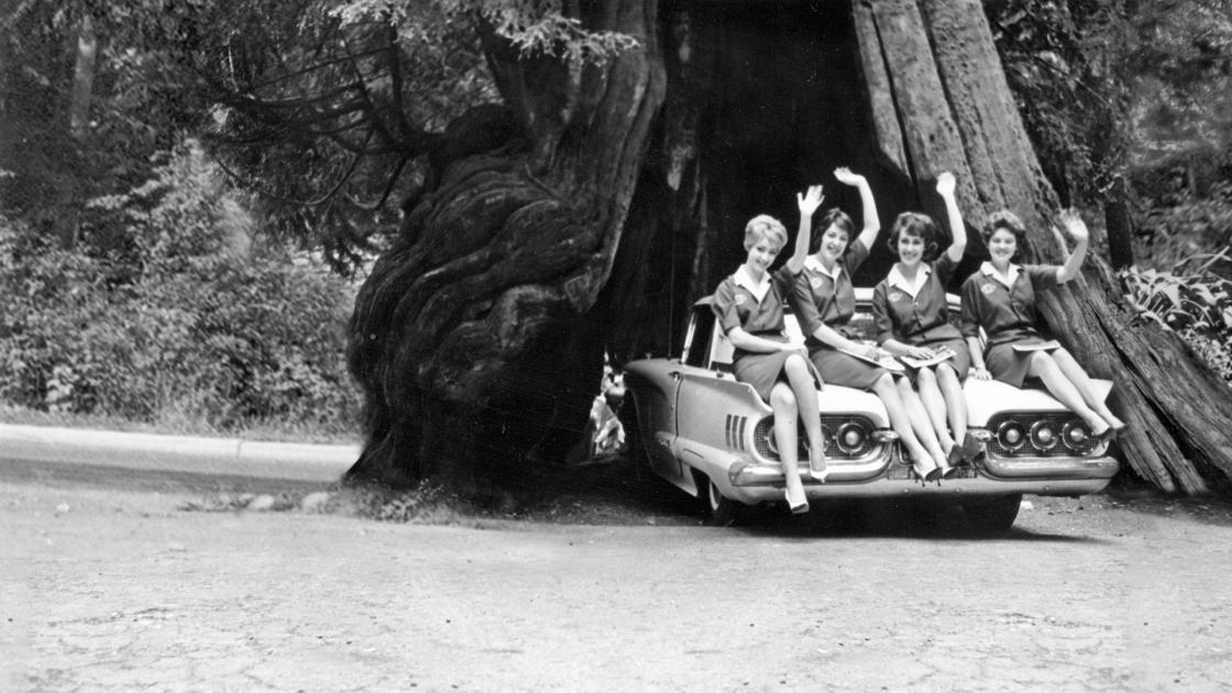 The Hollow Tree | Knowledge.ca