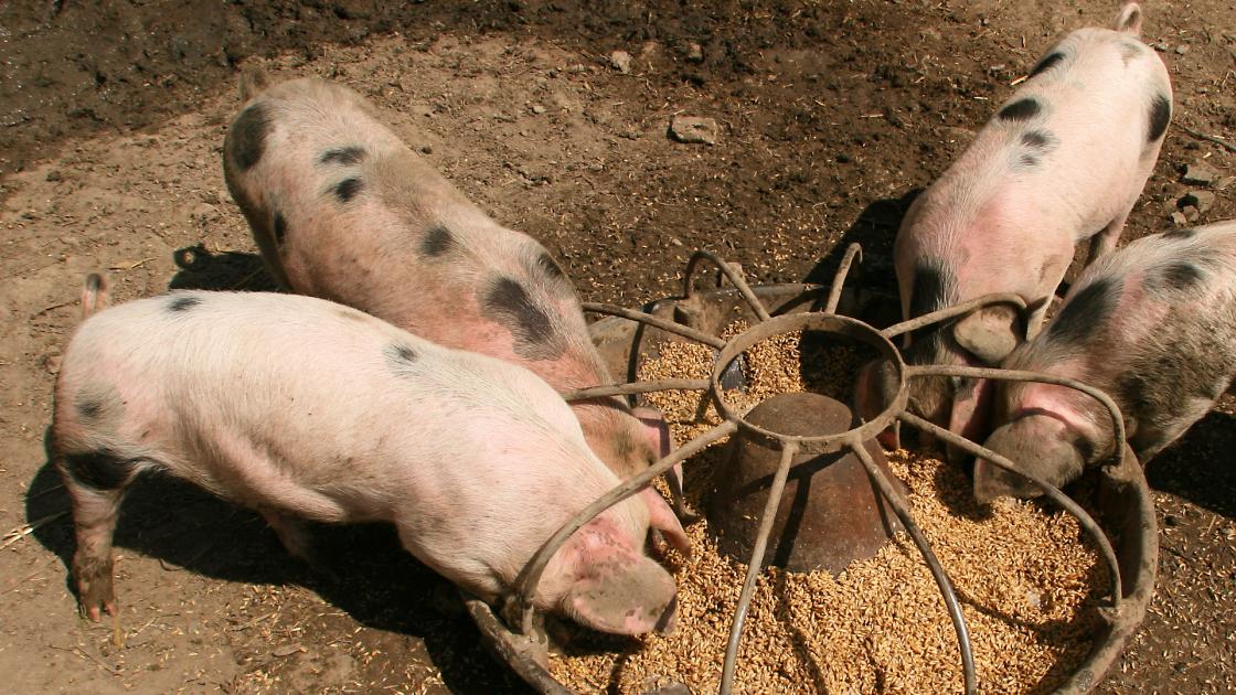 Victorian Farm - E2 - Victorian Farm | Knowledge.ca