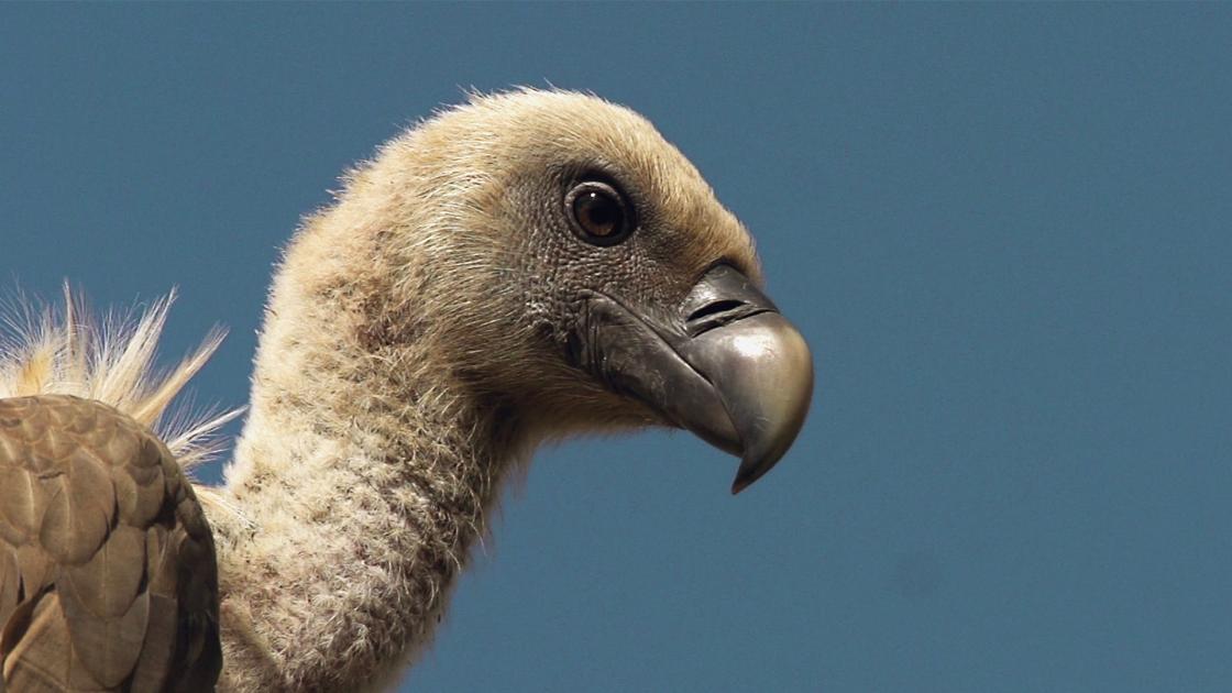 Wild France - E2 - Wild France | Knowledge.ca