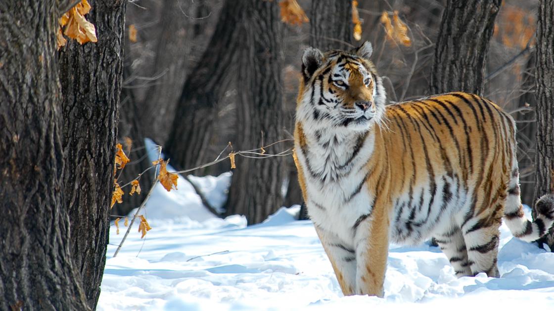 Wild Russia | Knowledge.ca