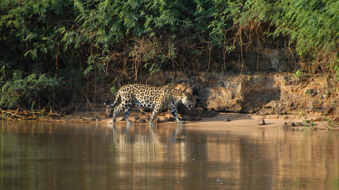 Wildest Islands - S2E2 - Amazon River Islands: The Floating Forest ...